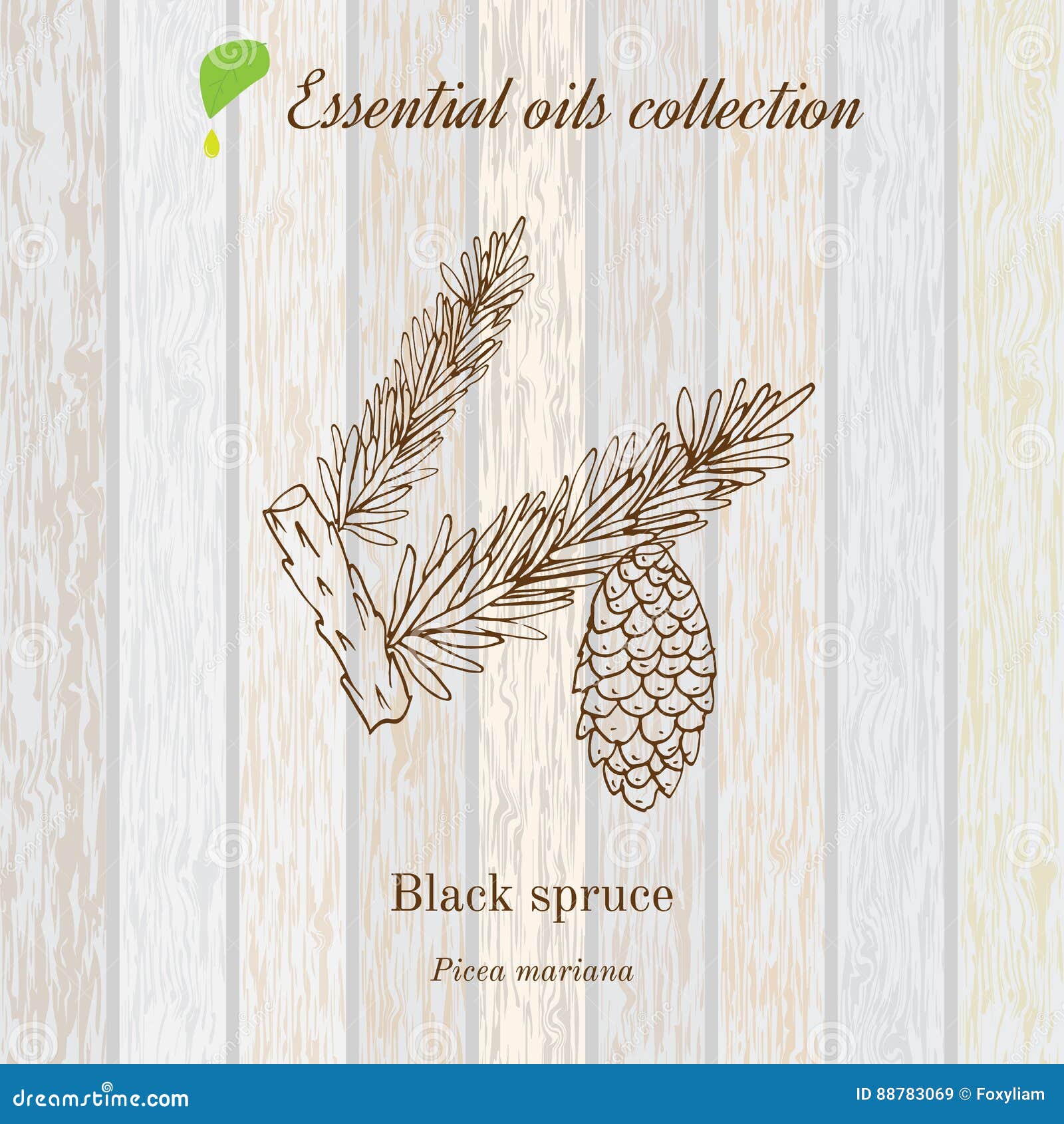 Black Spruce, Essential Oil Label, Aromatic Plant Stock Vector ...