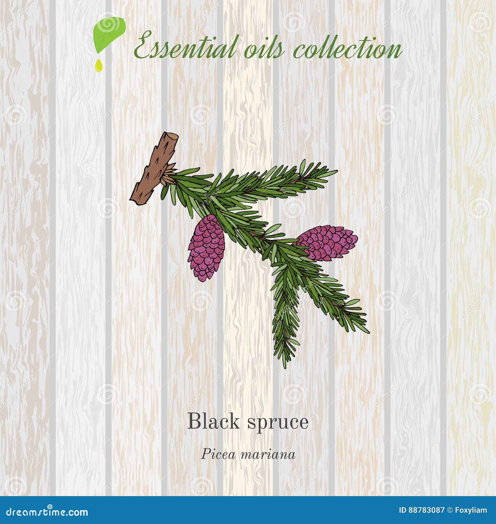 Black Spruce, Essential Oil Label, Aromatic Plant Stock Vector ...