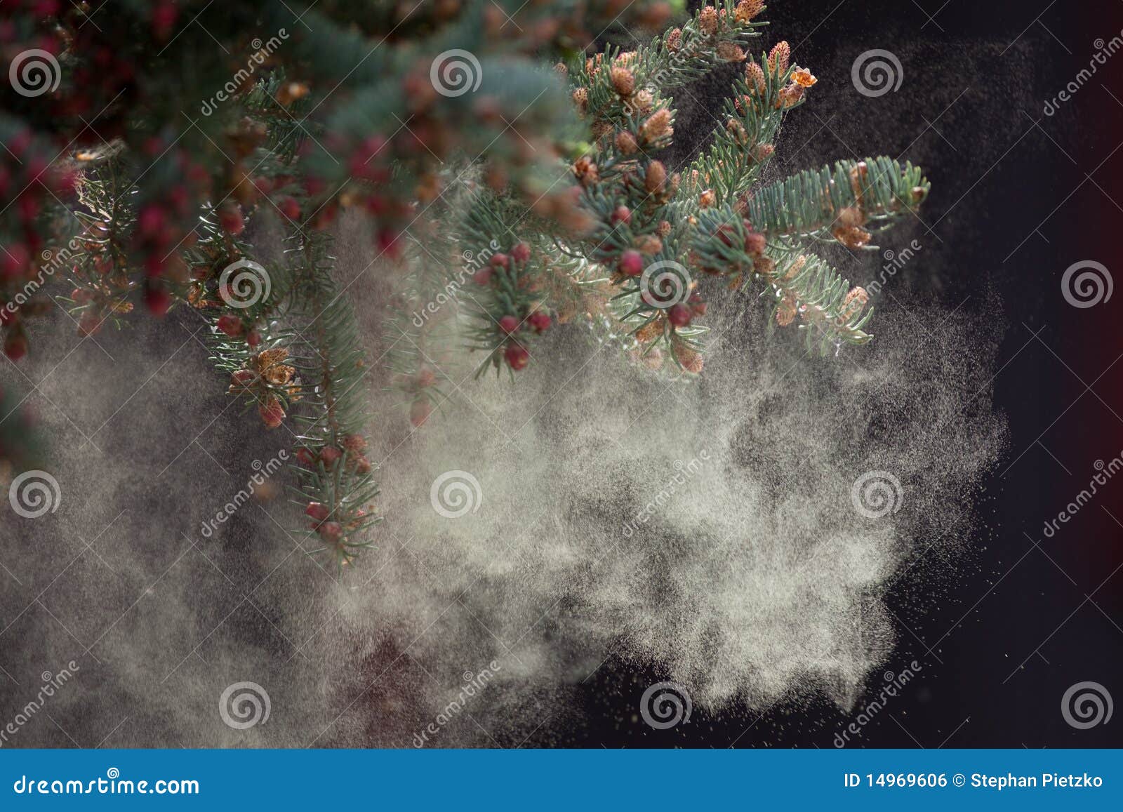 Black Spruce Tree Releasing Pollen Stock Photo - Image of pollinating ...