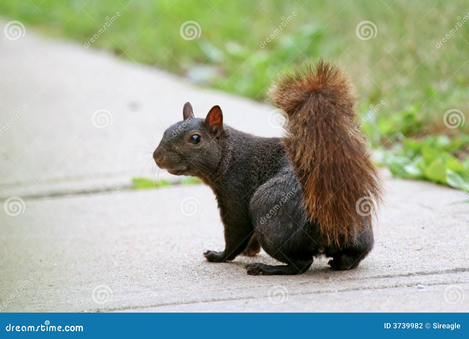 Black Squirrel stock photo. Image of ears, mammal, rodent - 3739982