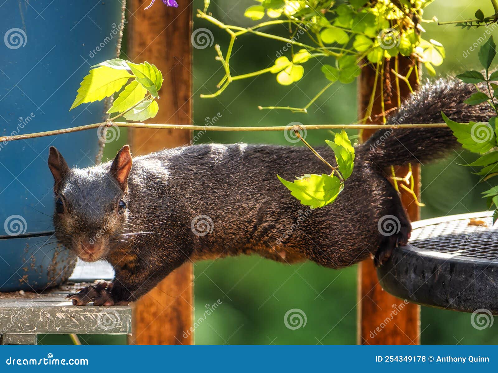 A Black Squirrel Crosses Over Stock Photo - Image of crossing, nature ...