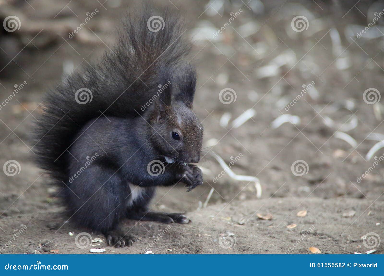 Black squirrel stock photo. Image of grey, hiding, climbing - 61555582