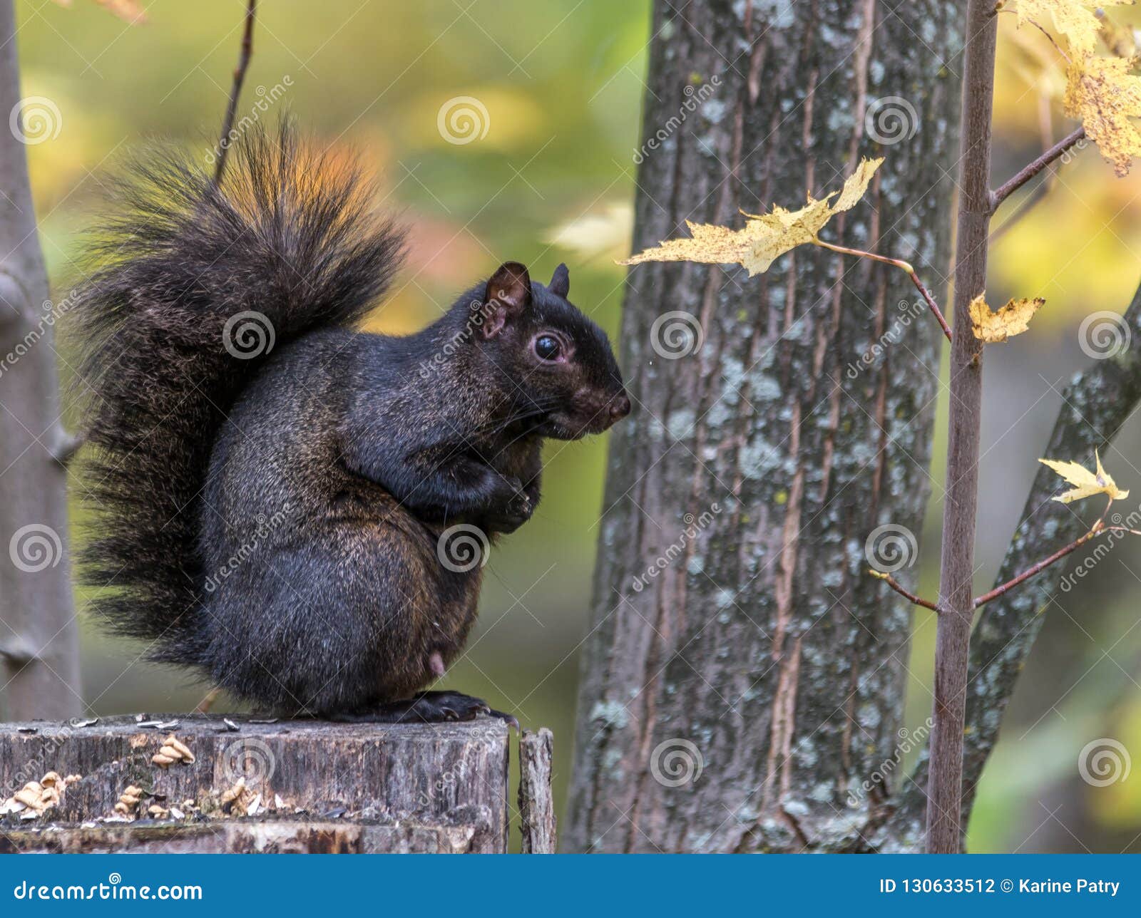 Black Squirrel in Fall, Tylee Marsh, Rosemere, Quebec, Canada Stock ...