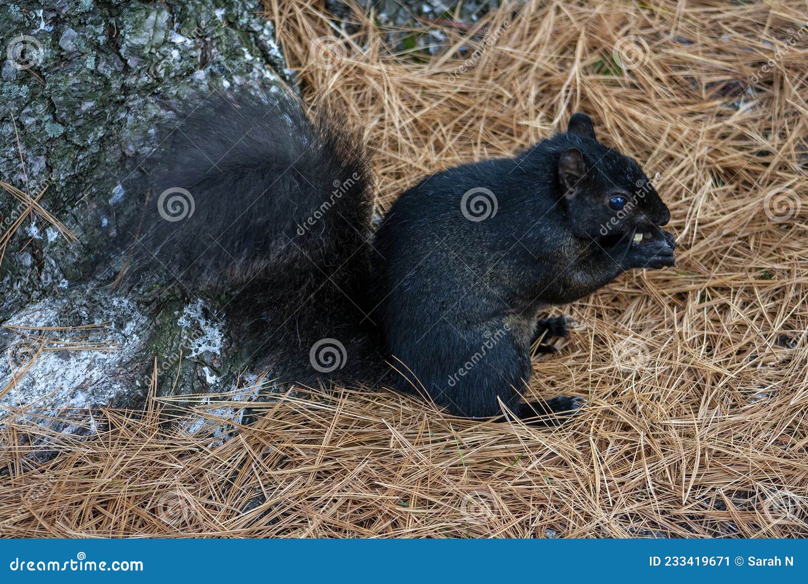 Black Squirrel , Mascouche, QC, Canada Stock Image - Image of mammal ...