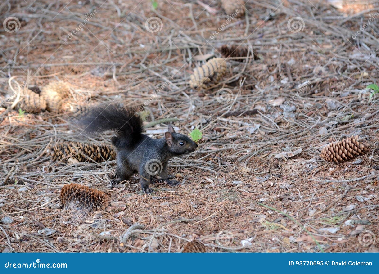 Black squirrel stock image. Image of scurrying, plays - 93770695