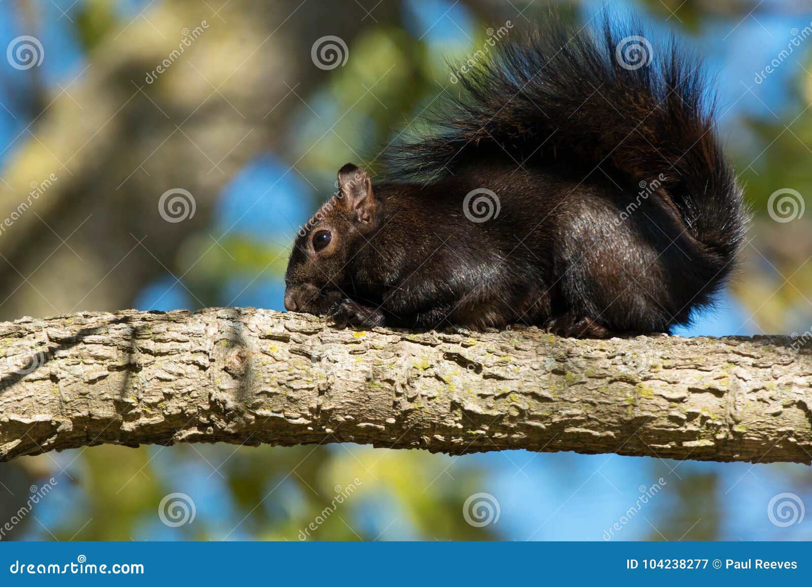 Black Squirrel - Sciurus Carolinensis Stock Image - Image of eastern ...