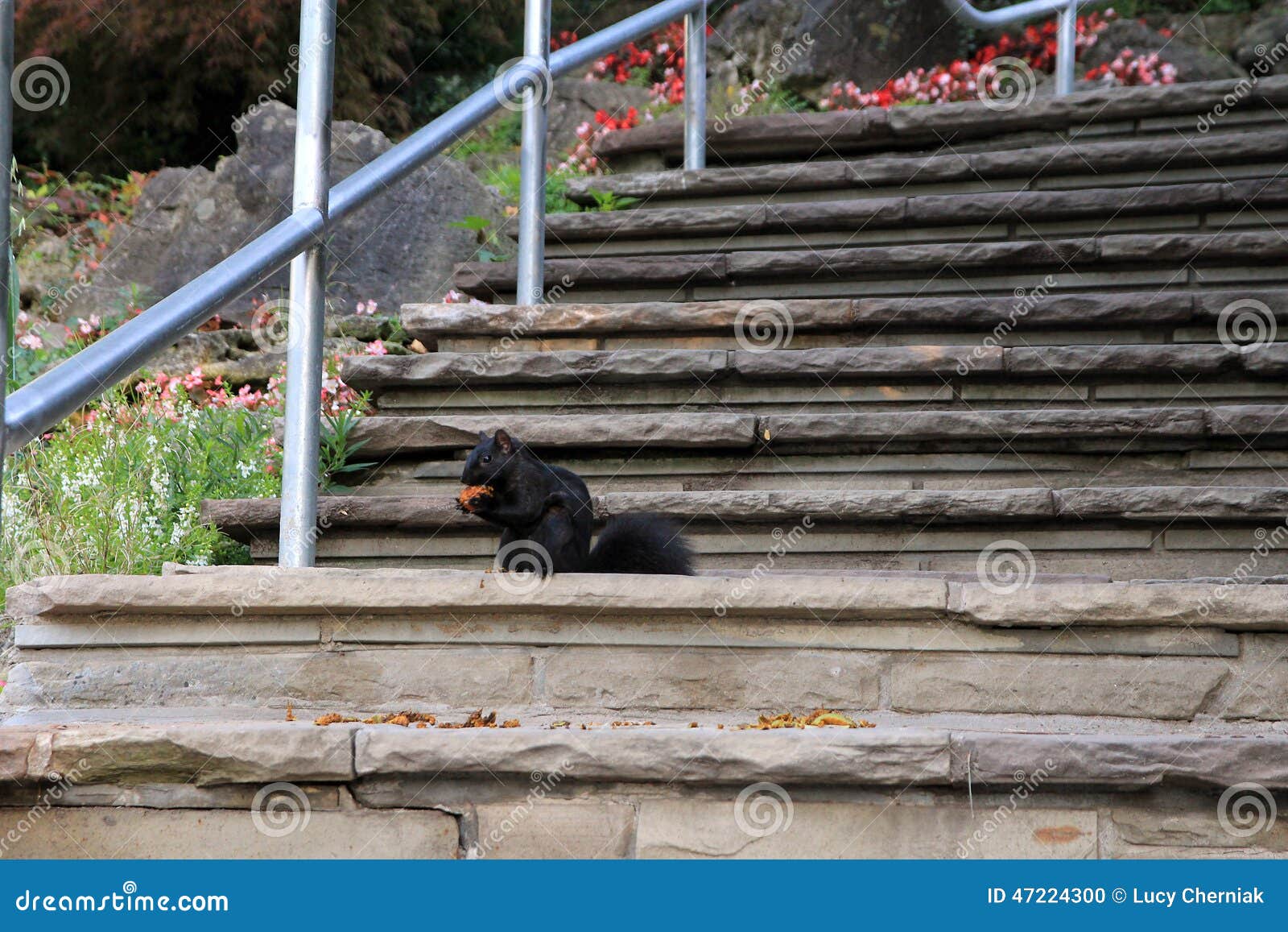 Squirrel On The Stairs In The Garden Stock Photography | CartoonDealer ...