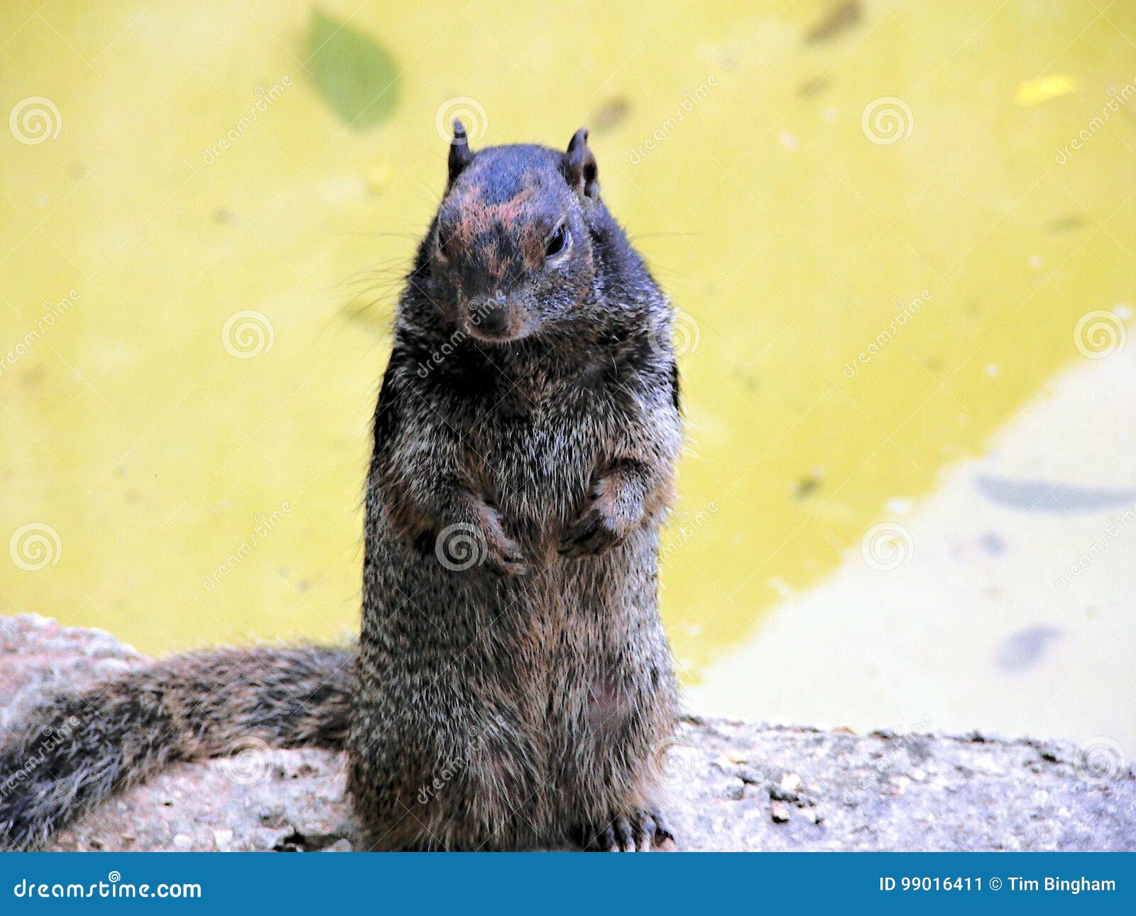 Black Squirrel Standing Up Looking Stock Image - Image of standing ...