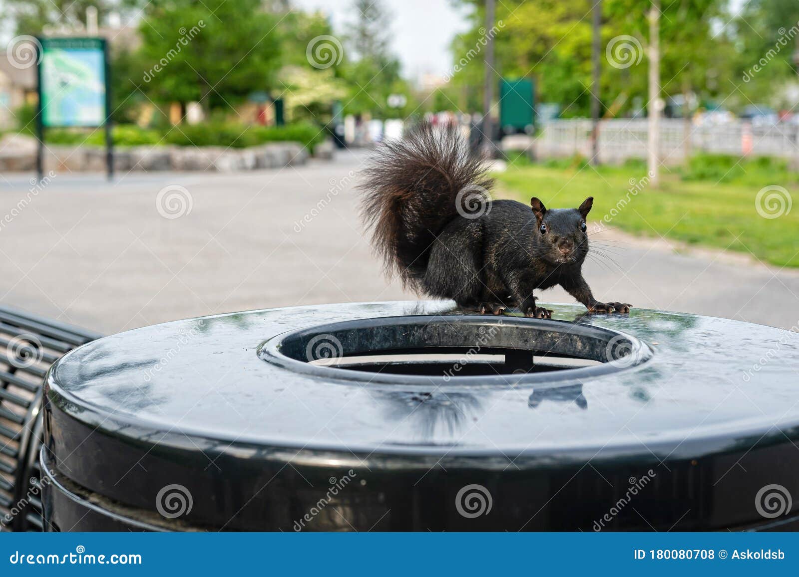 Black Squirrel on a Trash Can in Niagara Falls State Park Stock Photo ...