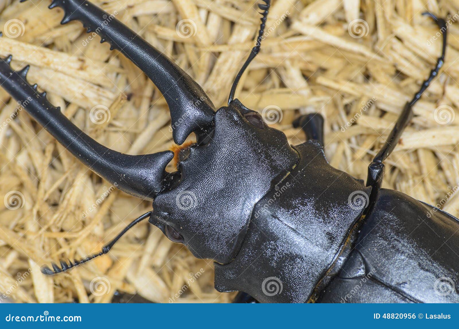 Black Stag Beetle Close-Up Top View on Straw Stock Photo - Image of ...