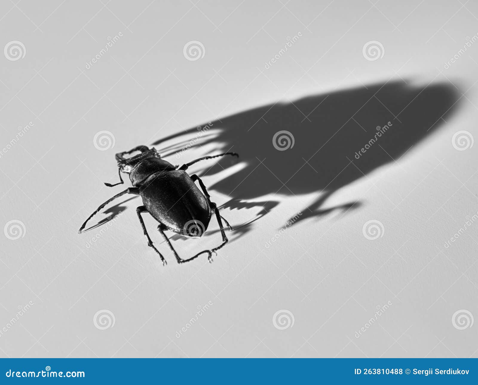 Black Stag Beetle with a Huge Shadow on a White Background Stock Photo ...