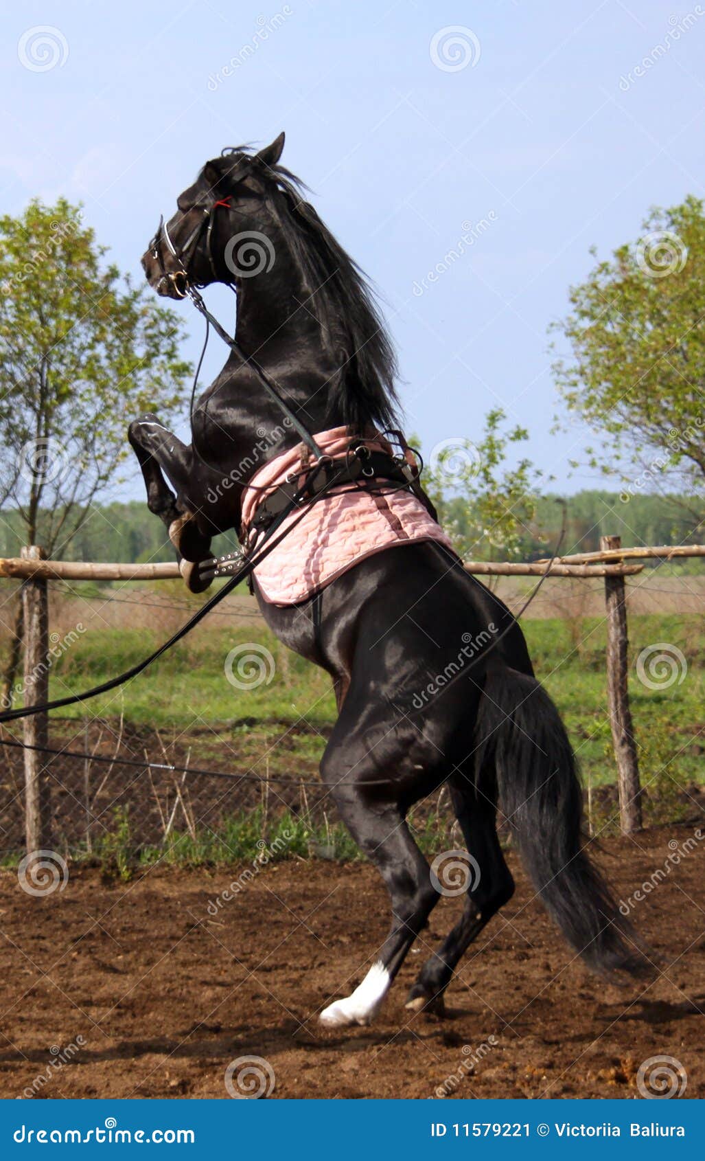 Black stallion stock image. Image of black, horsefarm - 11579221