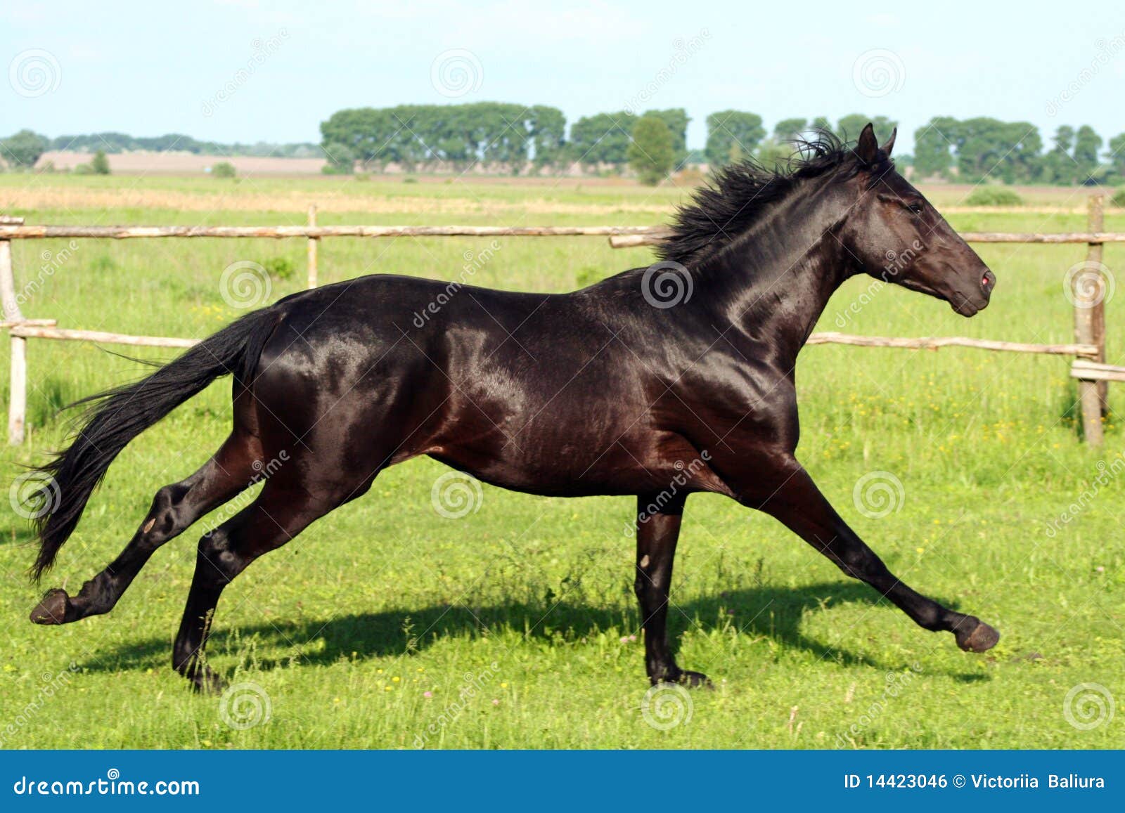 Black stallion stock photo. Image of exterior, animal - 14423046