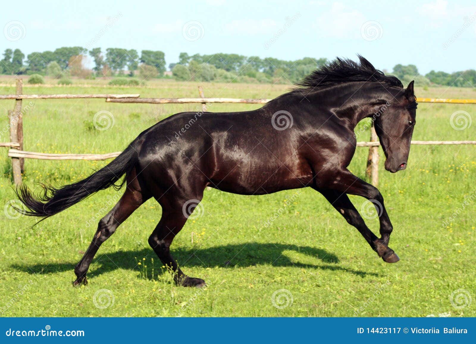 Black stallion stock image. Image of black, beautiful - 14423117