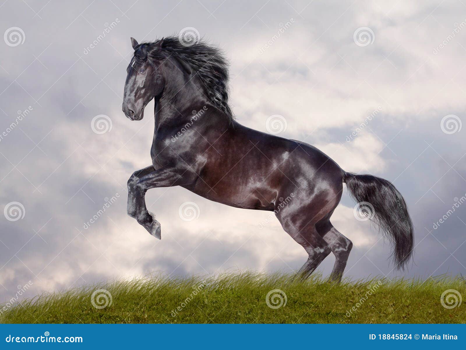 Black stallion stock photo. Image of nature, dust, gray - 18845824