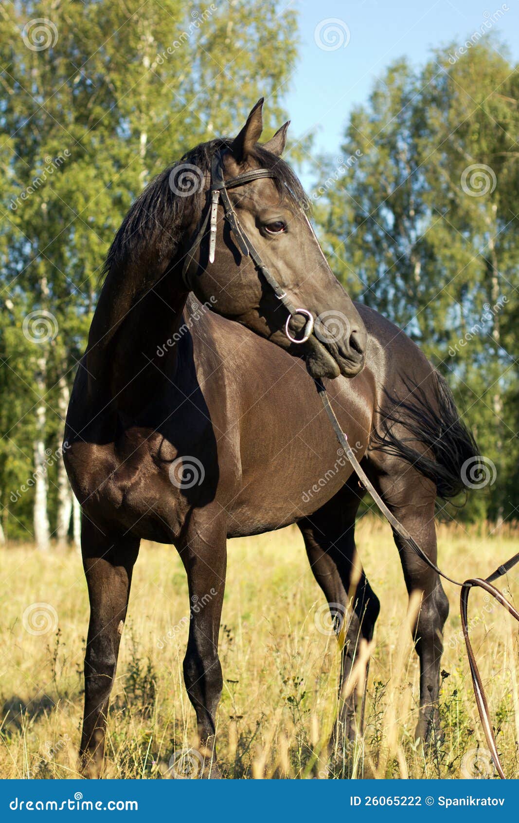 Black stallion stock photo. Image of meadow, eyes, equestrian - 26065222