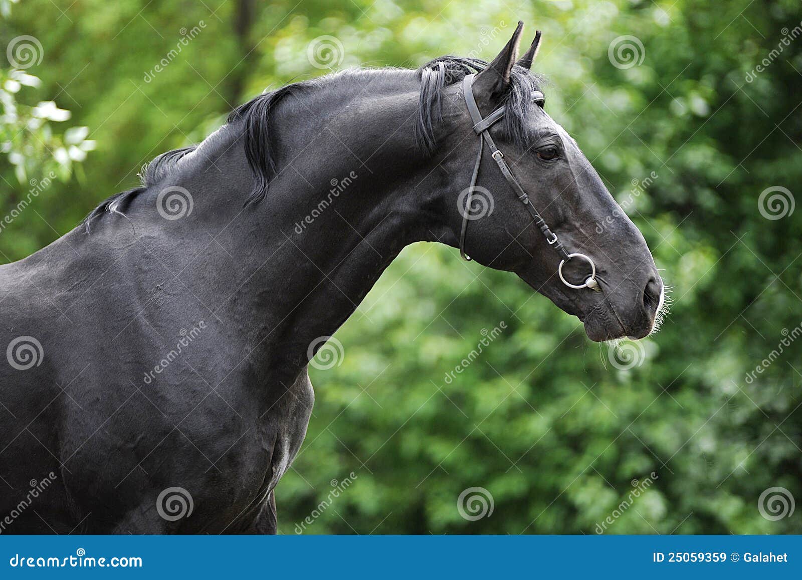 Black Stallion Craned His Neck Stock Image - Image of trotter, neck ...
