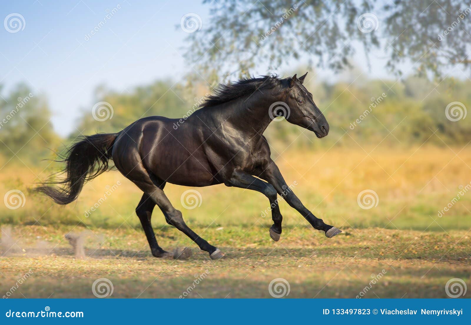 Black stallion free run stock image. Image of riding - 133497823