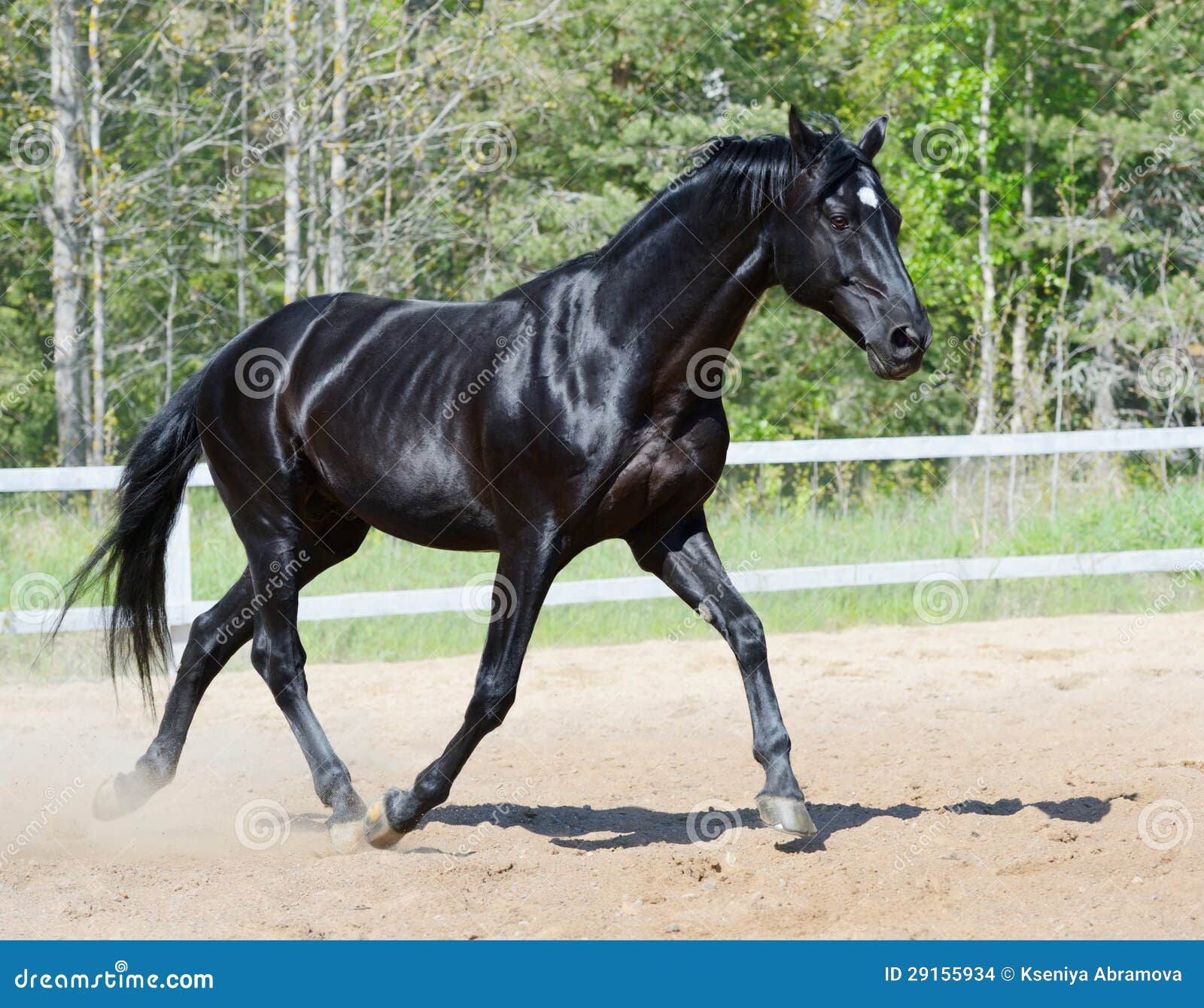 Black stallion in motion stock photo. Image of stud, farm - 29155934