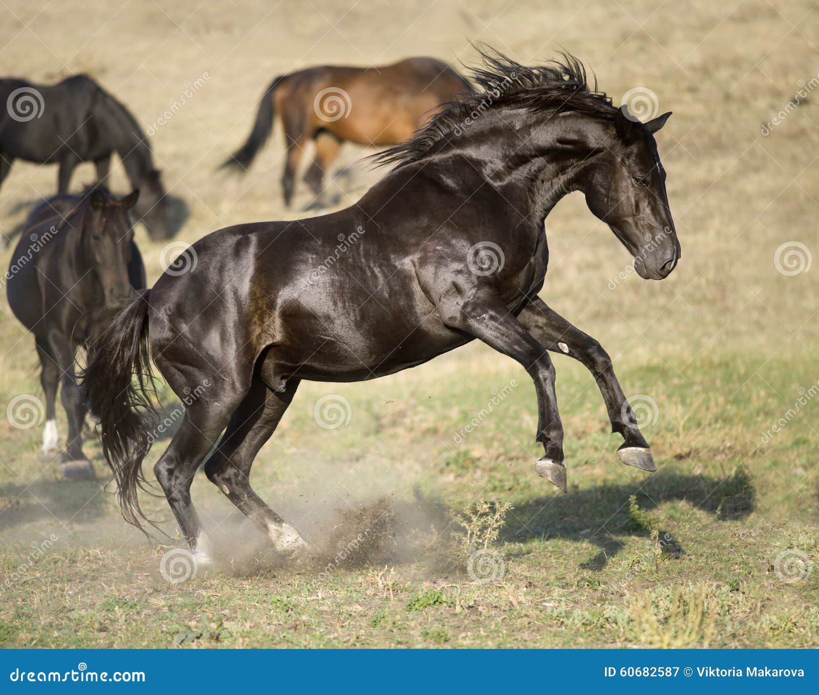 Black Stallion Rearing Up, Portrait in Freedom Stock Image - Image of ...