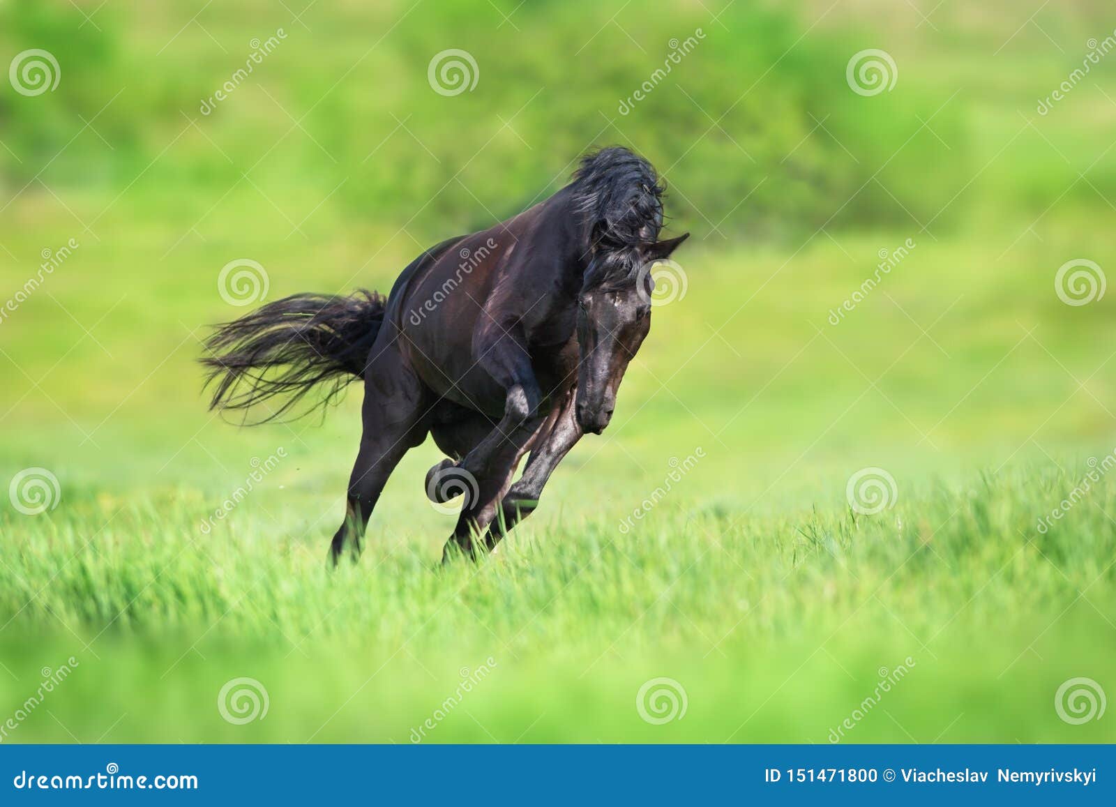 Black stallion run stock photo. Image of movement, green - 151471800