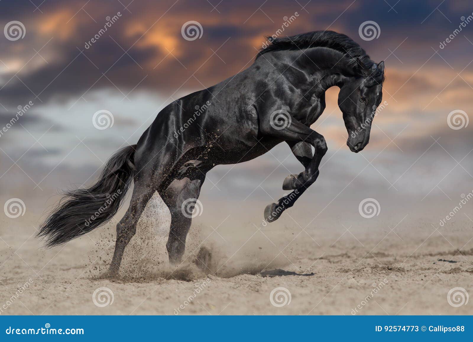 Black stallion run stock image. Image of background, horse - 92574773