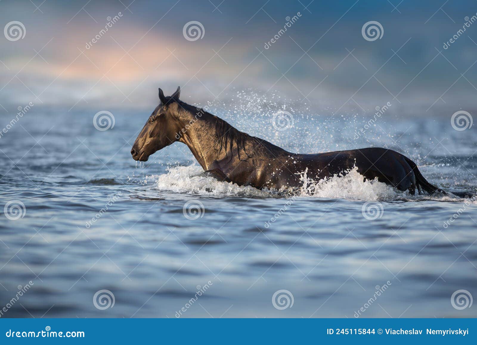 Black Stallion Run in Water Stock Photo - Image of speed, spring: 245115844