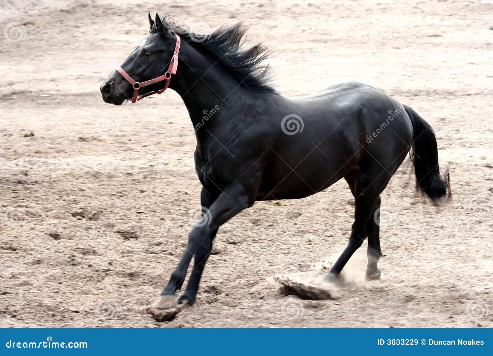 Black Stallion running stock image. Image of dust, nostril - 3033229