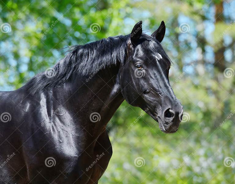 Black Stallion of Russian Riding Breed Stock Photo - Image of animal ...