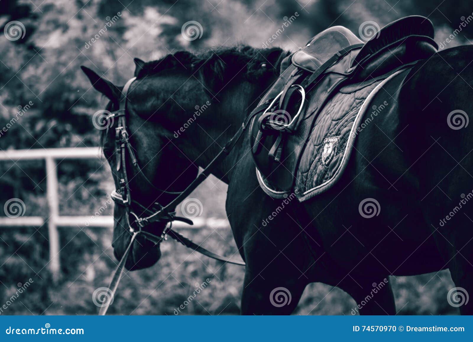 Black stallion stock photo. Image of black, riding, stallion - 74570970