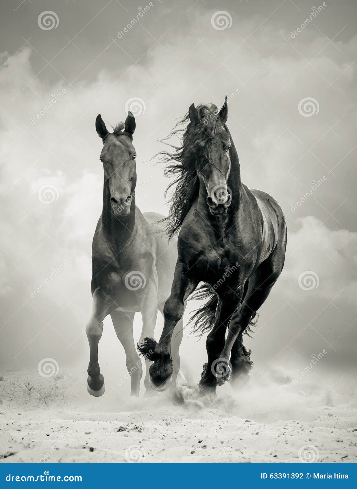 Black stallions stock photo. Image of high, fight, equestrian - 63391392