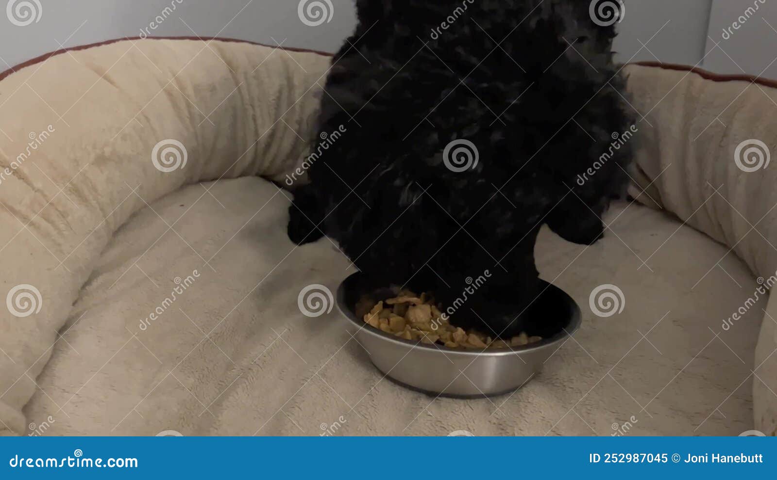 A Black Standard Poodle Eating in His Bed Stock Video - Video of hungry ...