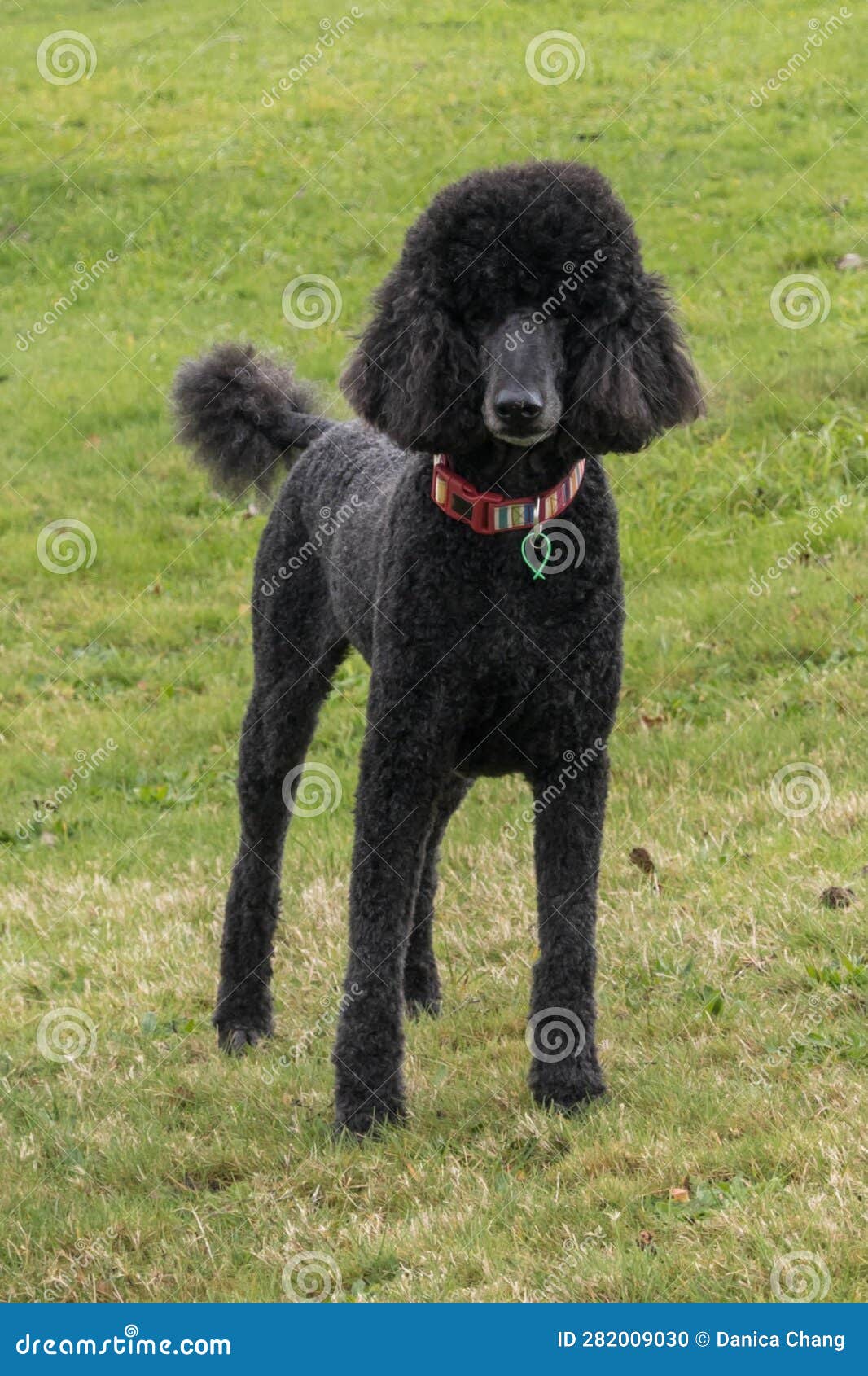 Black Standard Poodle Standing in the Grass Stock Photo - Image of ...