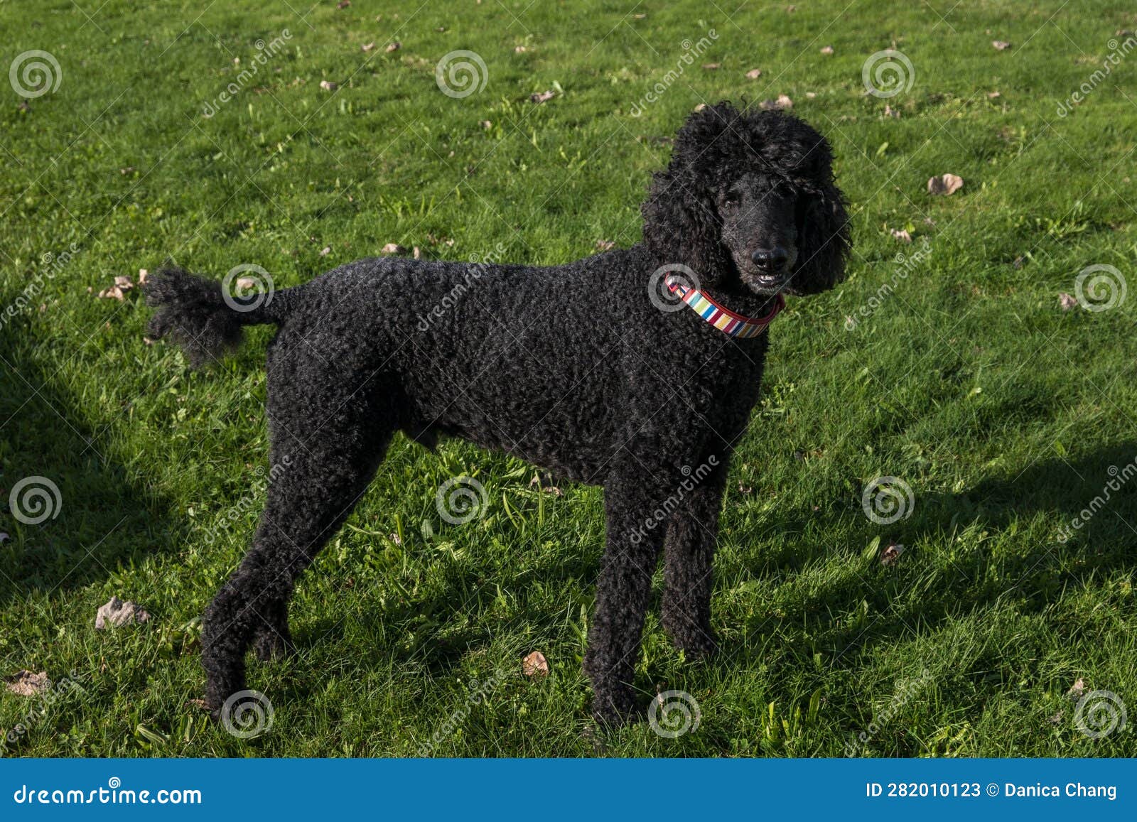 Black Standard Poodle Standing in the Grass Stock Image - Image of cute ...