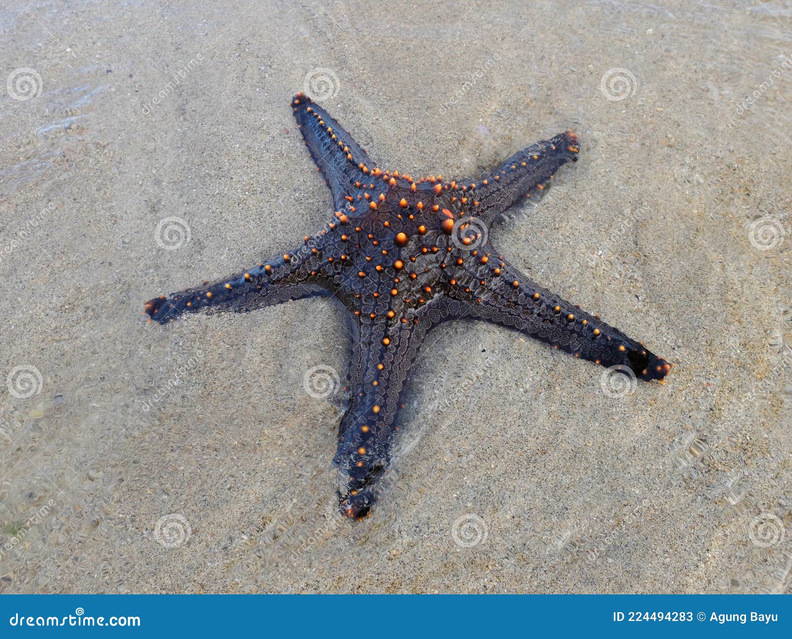 Black Starfish on the Beach Sand Stock Image - Image of blue, black ...