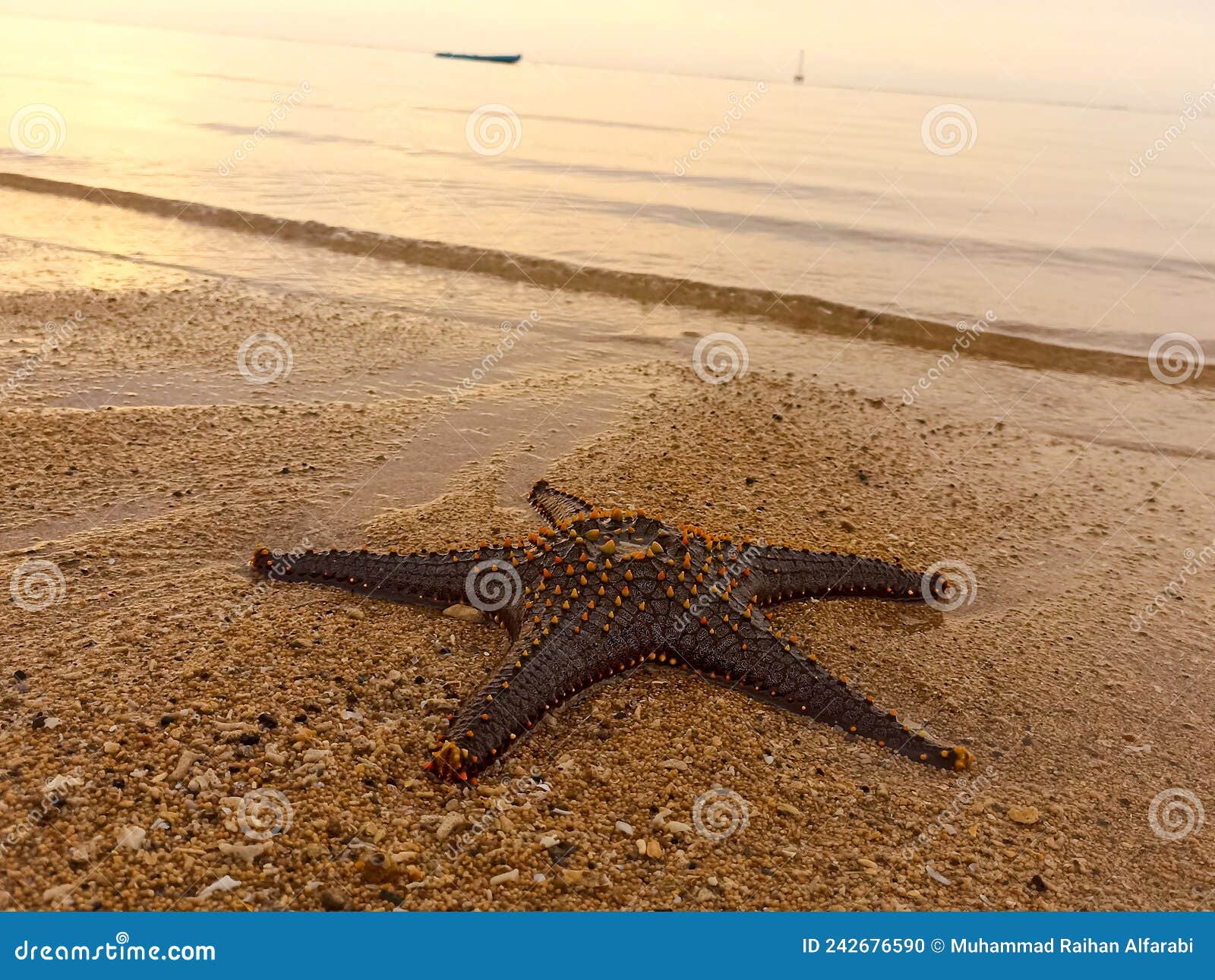 Black starfish stock photo. Image of life, blue, coast - 242676590