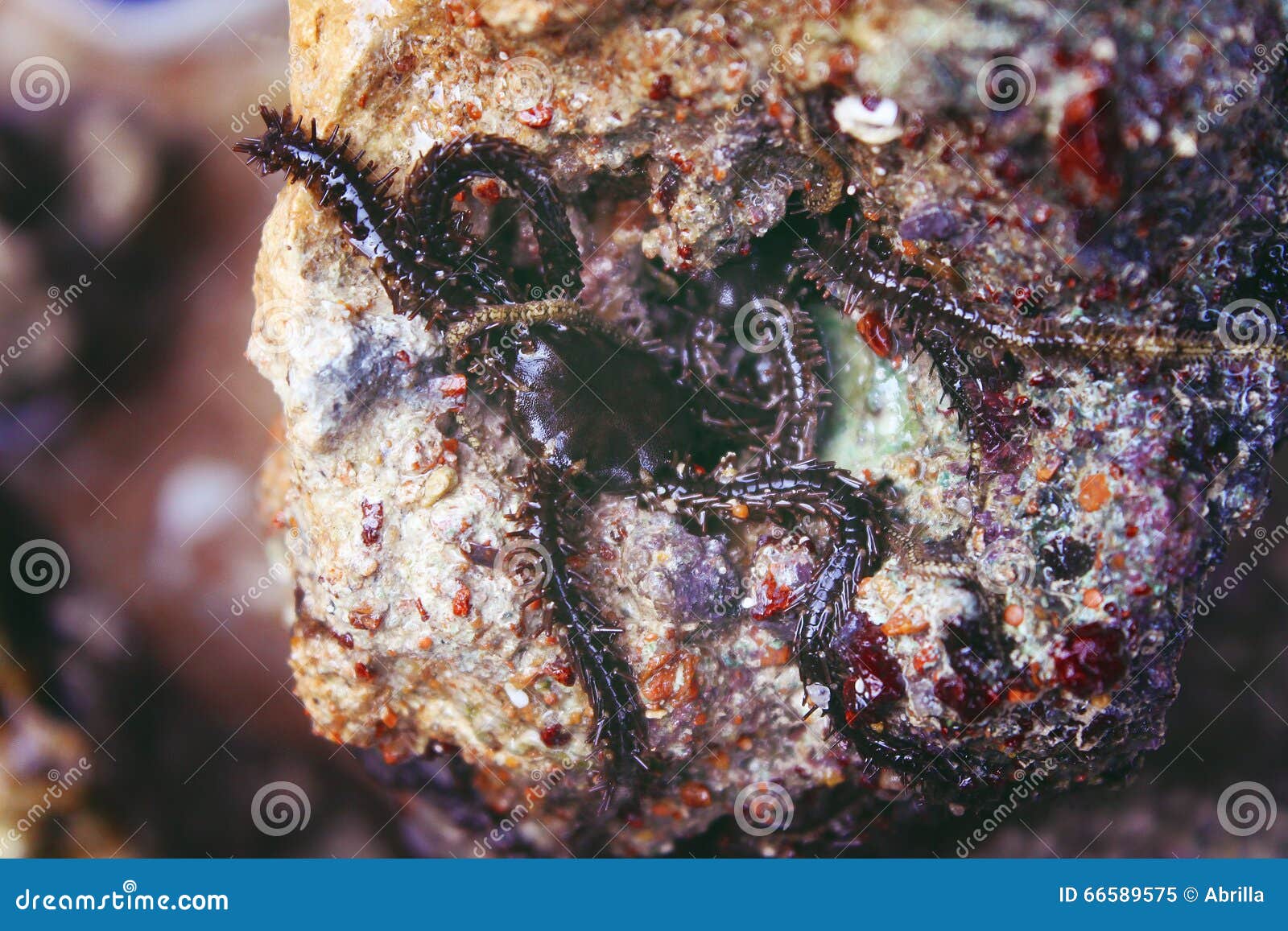 Black starfish closeup stock image. Image of close, stars - 66589575