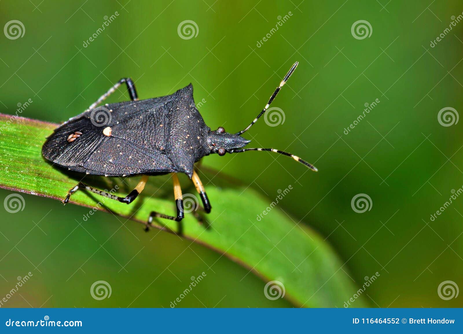 A Black Sting Bug in a Patch of Springtime Grass. Stock Photo - Image ...