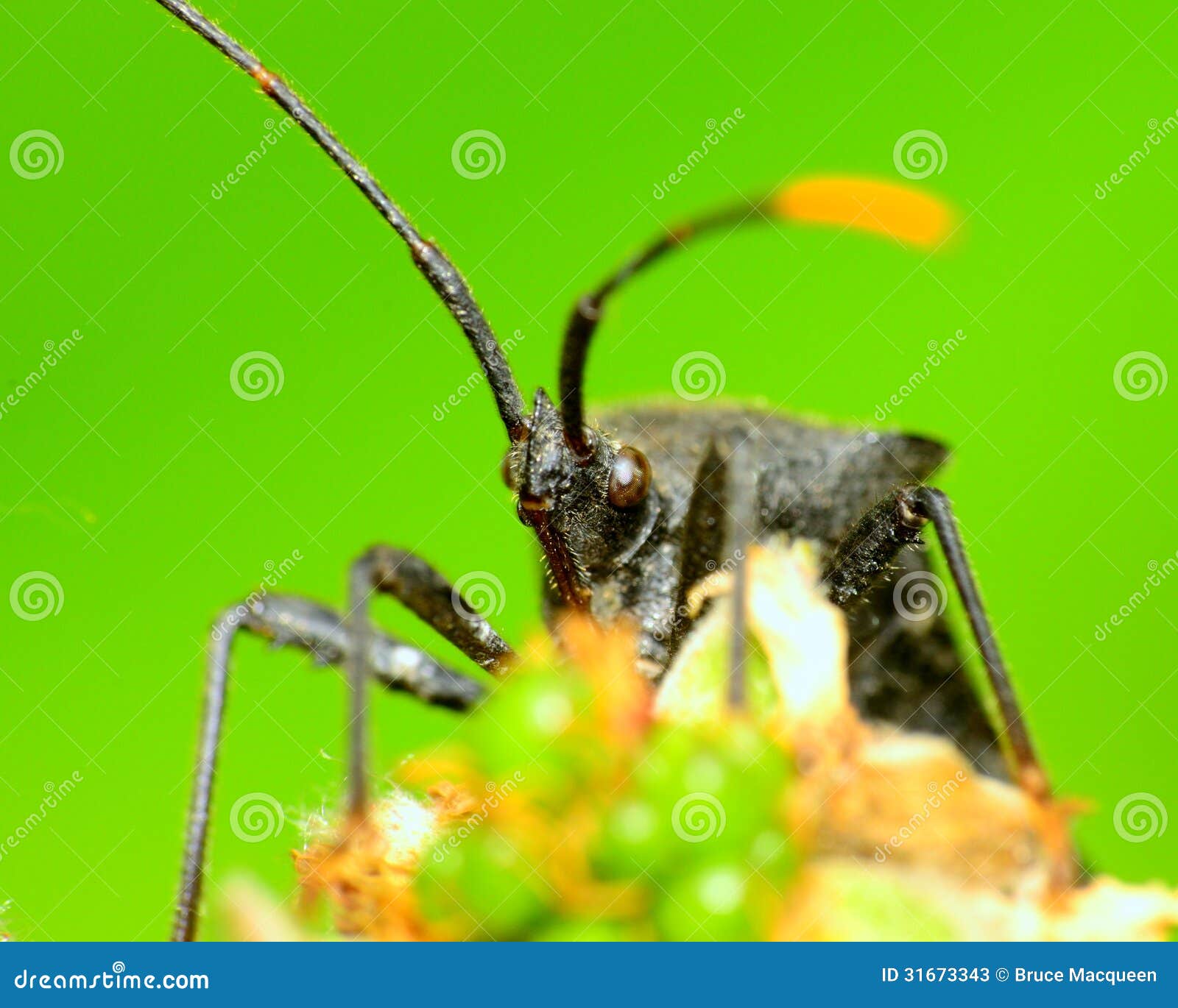 Black Stink Bug stock image. Image of pest, stinkbug - 31673343