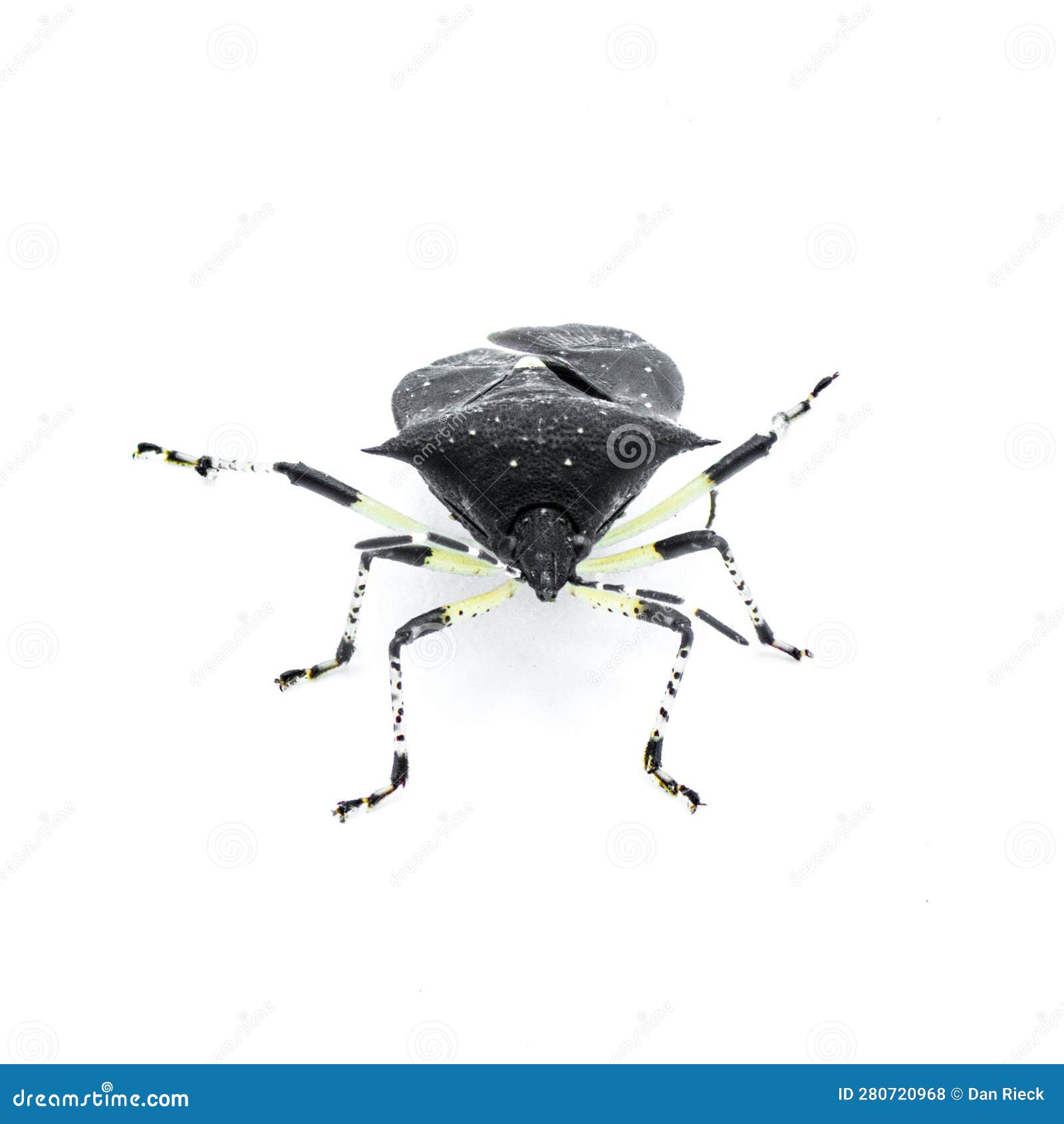Black Stink Bug - Proxys Punctulatus - Isolated on White Background ...