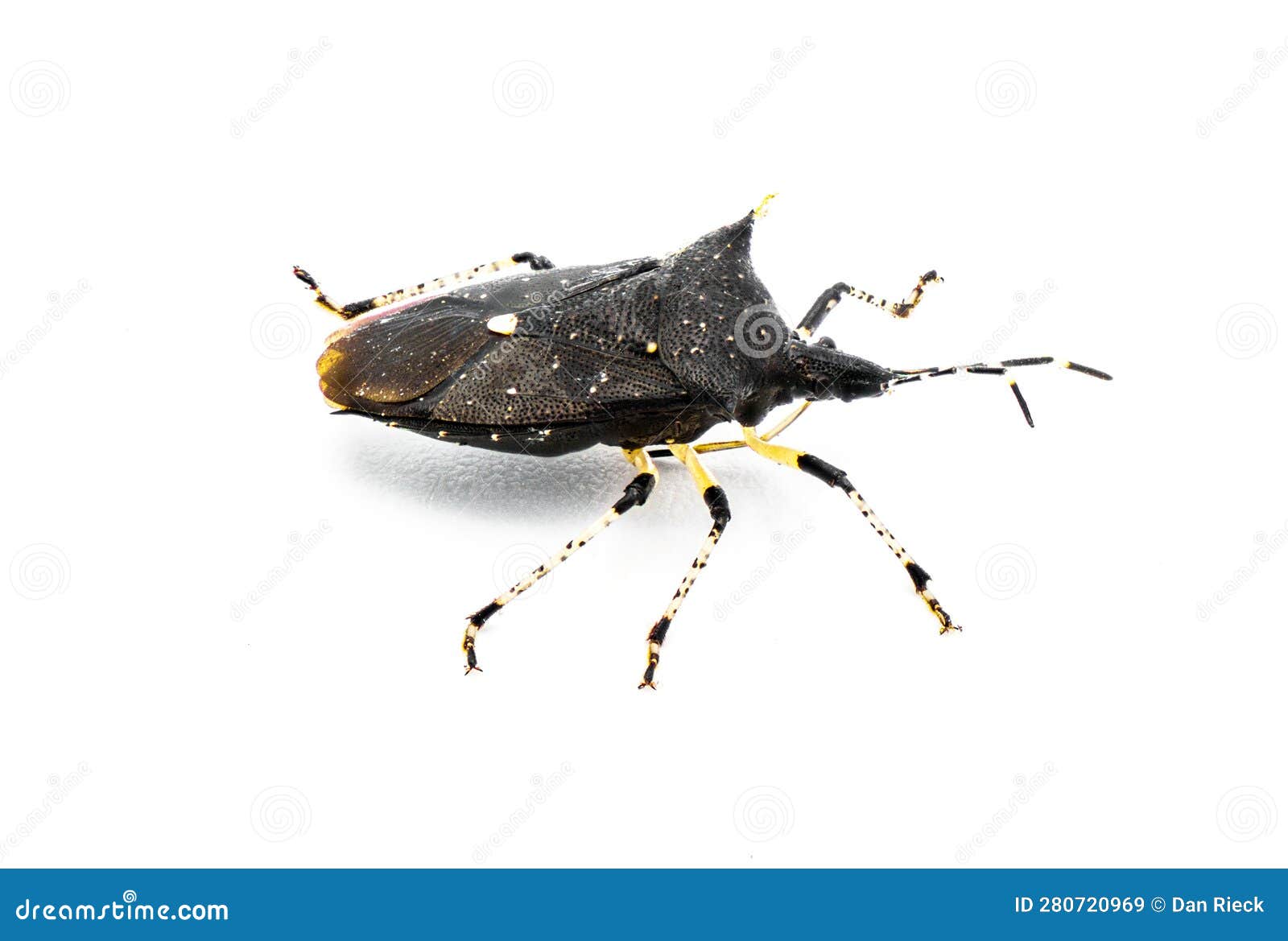 Black Stink Bug - Proxys Punctulatus - Isolated on White Background ...