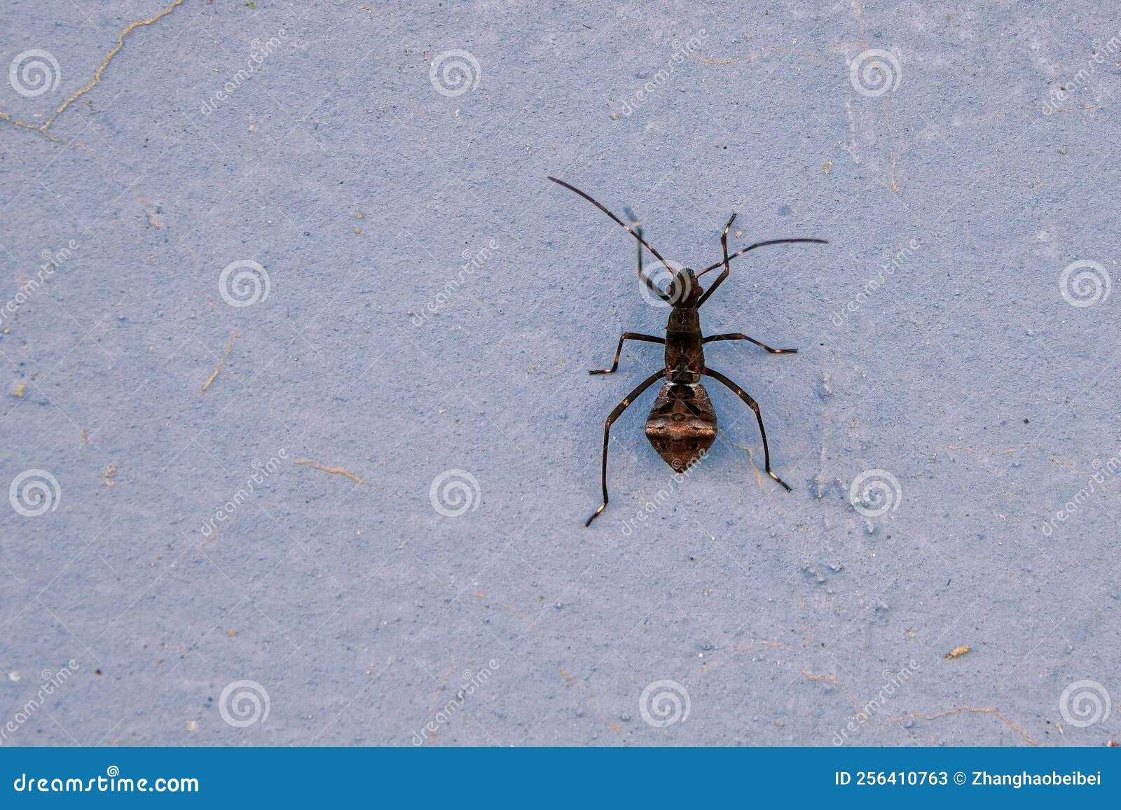 Black stinkbug stock image. Image of animal, hemiptera - 256410763