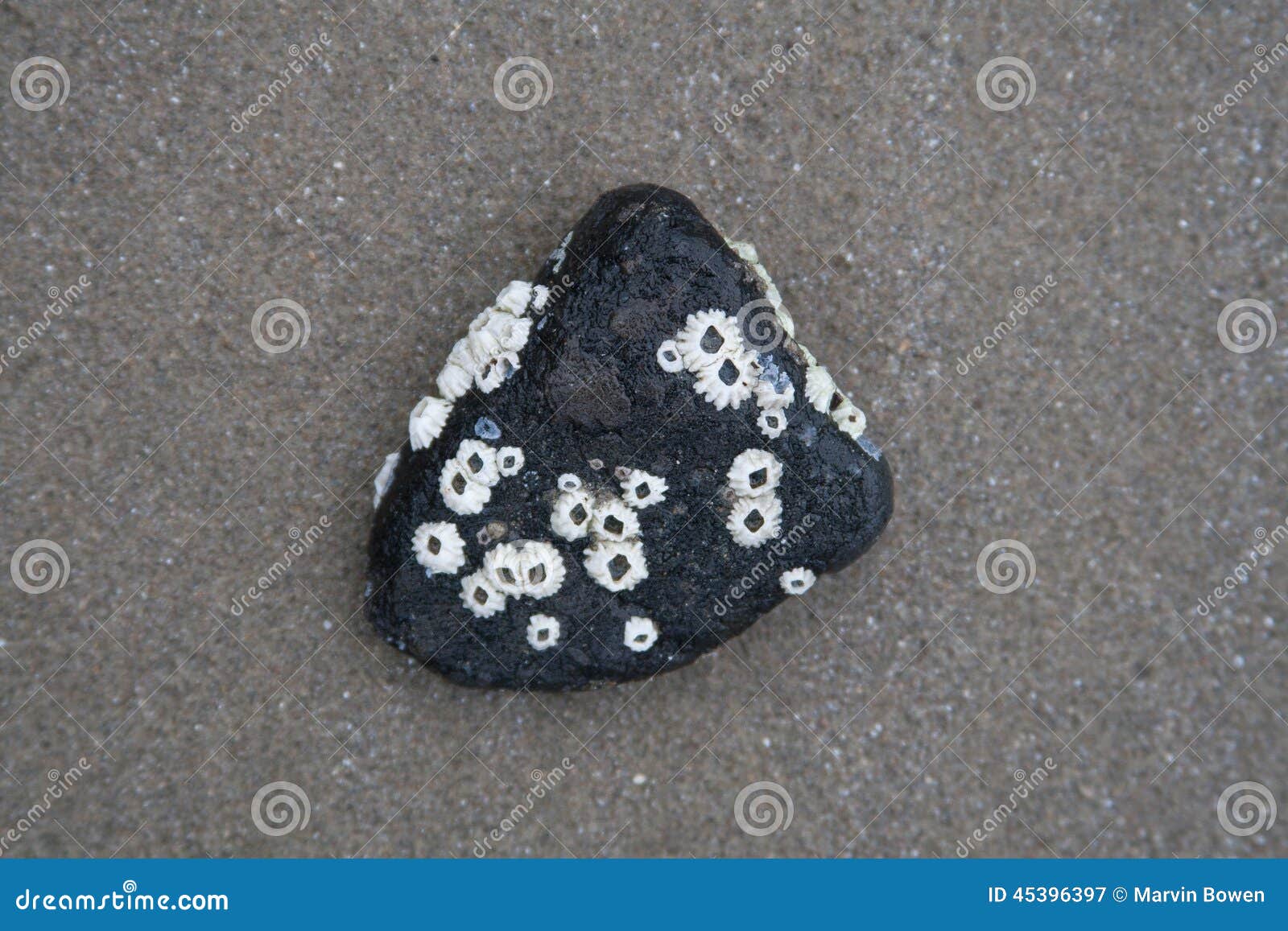 Black Stone with Barnacle Shells Stock Image - Image of life, empty ...