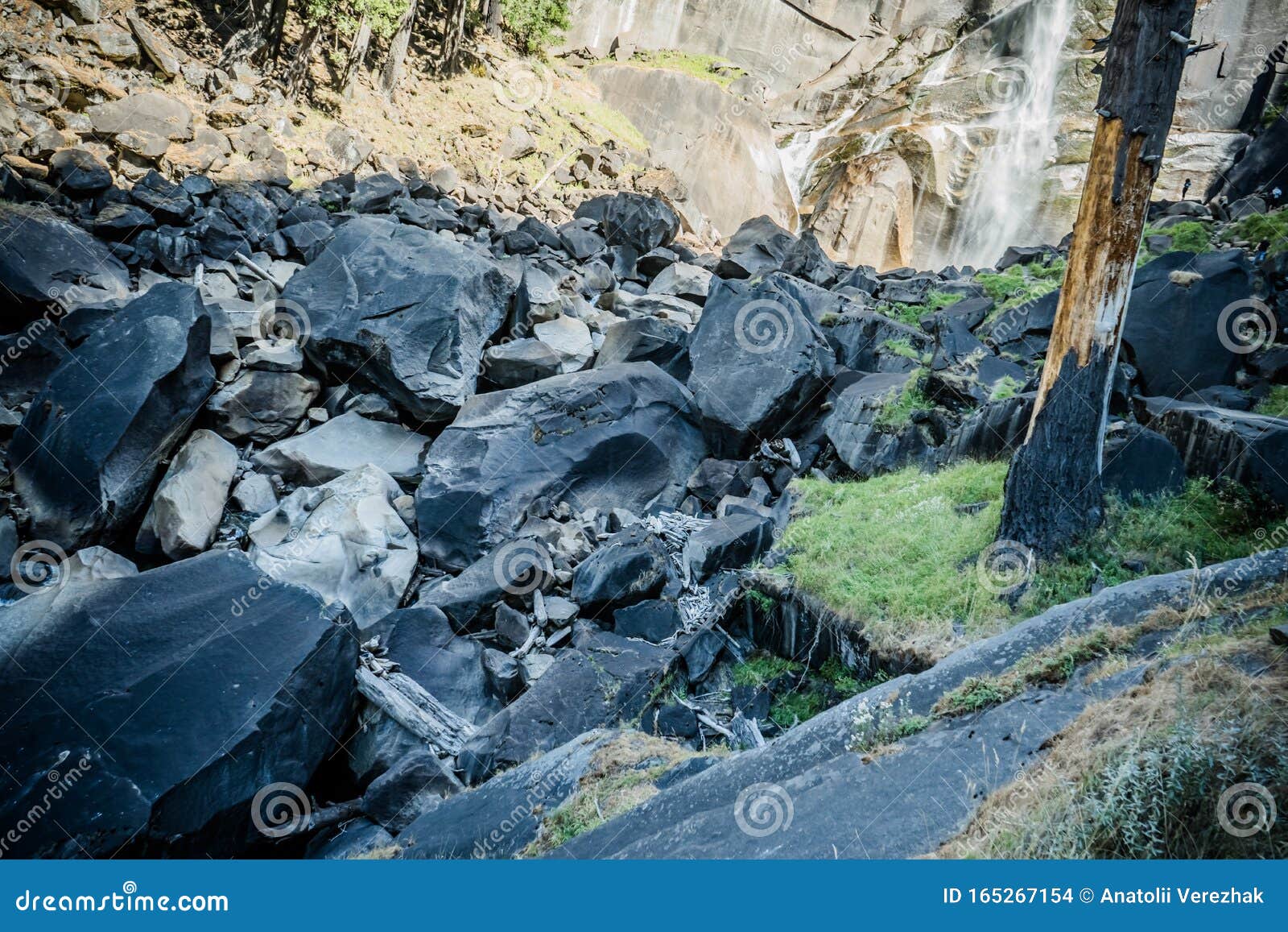 A Black Stones and Burned Tree after Forest Wildfire Stock Photo ...