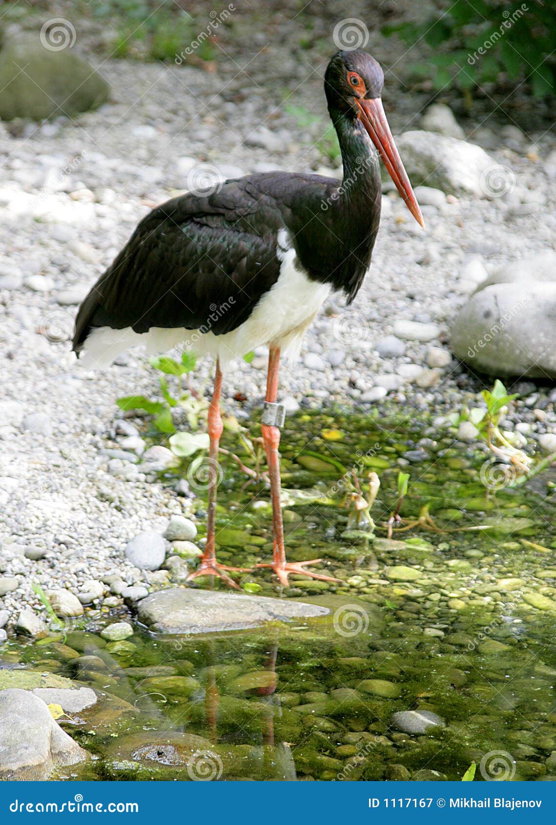 Black stork 1 stock image. Image of swamp, fauna, portrait - 1117167