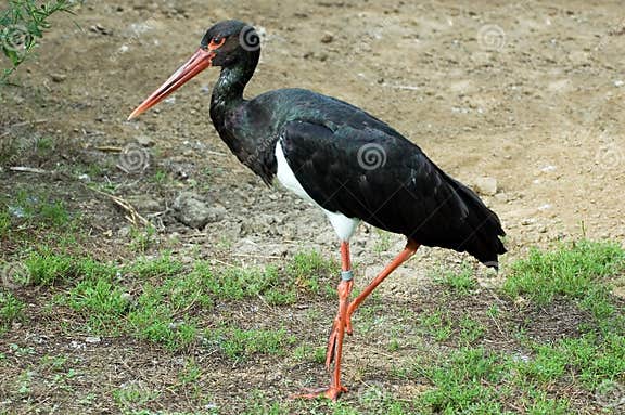 Black stork stock image. Image of stork, nigra, black - 1155533