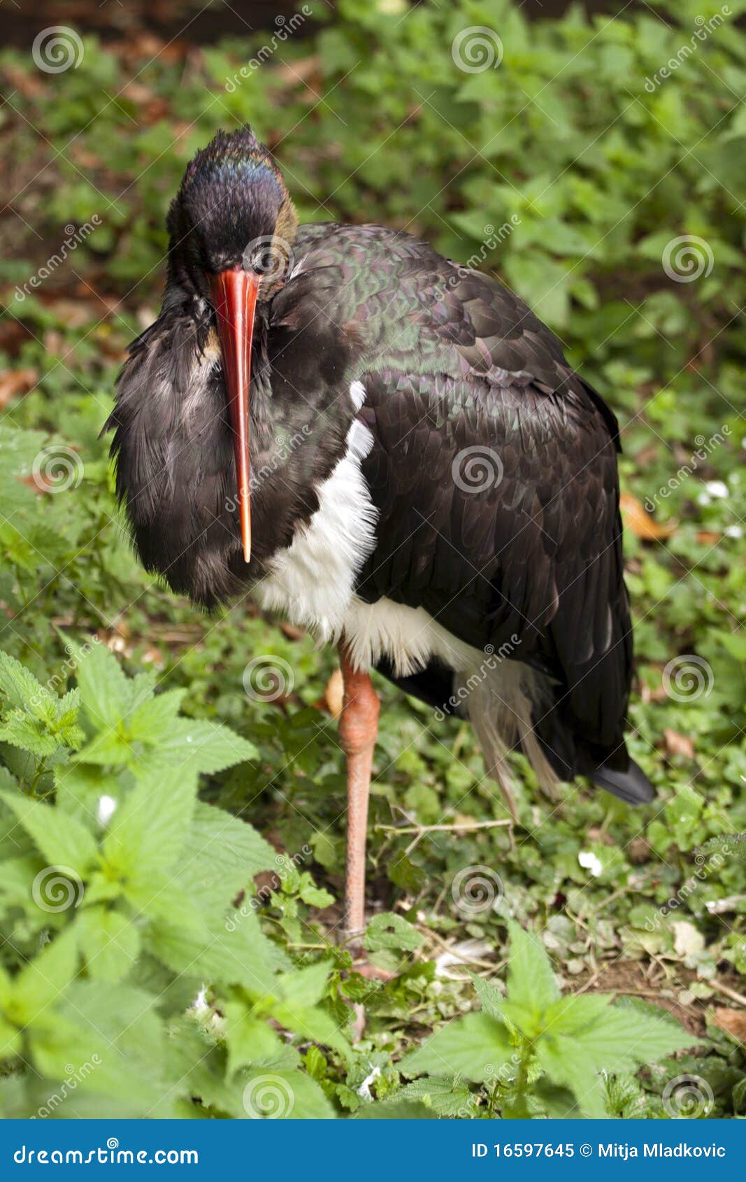 Black stork stock image. Image of bird, beak, black, animal - 16597645