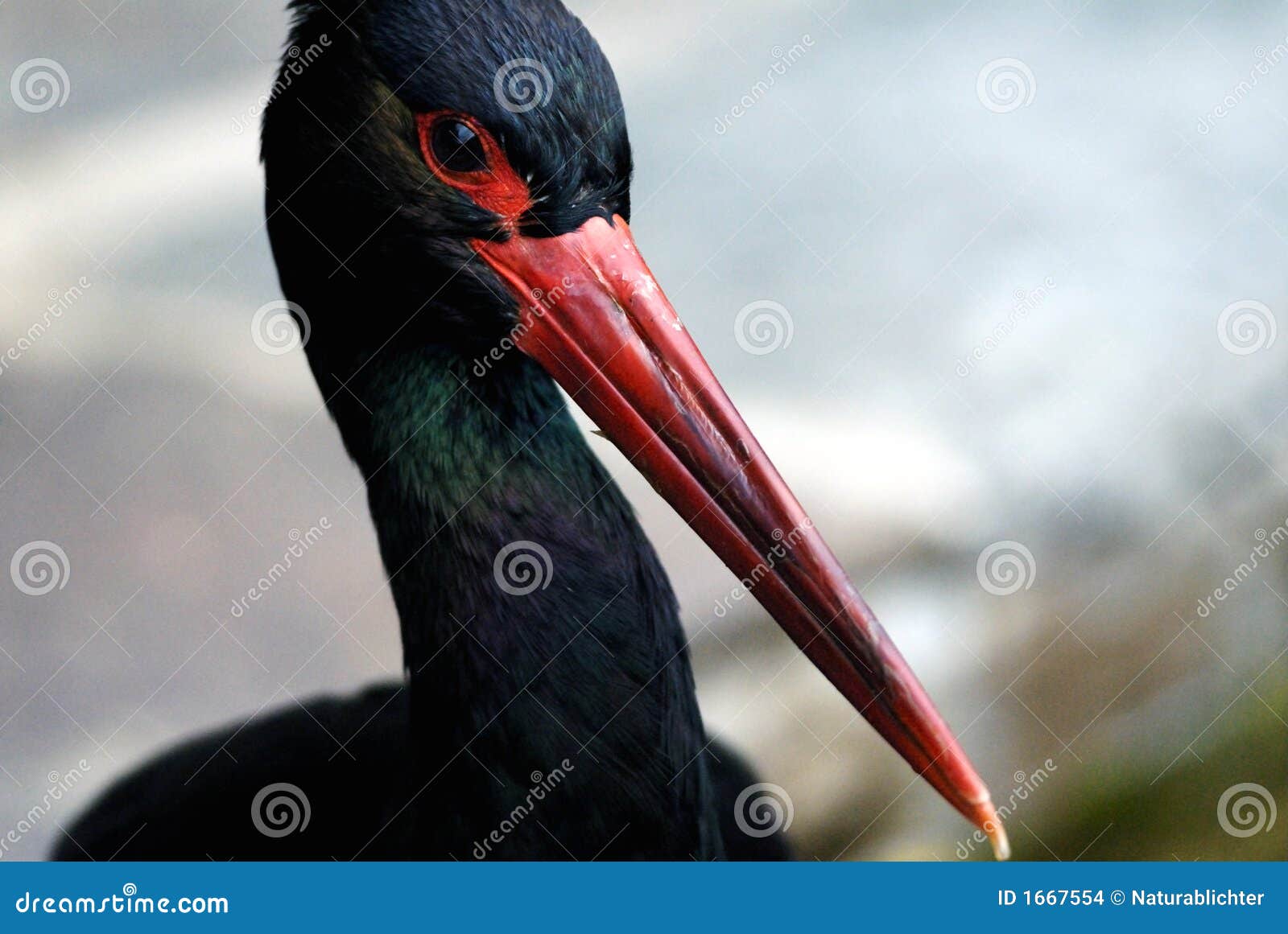 Black stork stock photo. Image of adventures, adventure - 1667554