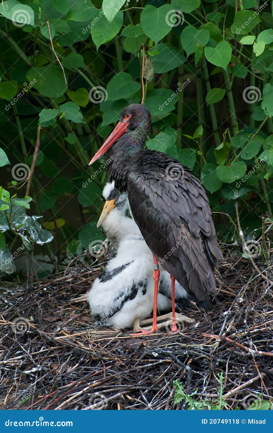 Black Stork stock photo. Image of feathers, animal, nest - 20749118