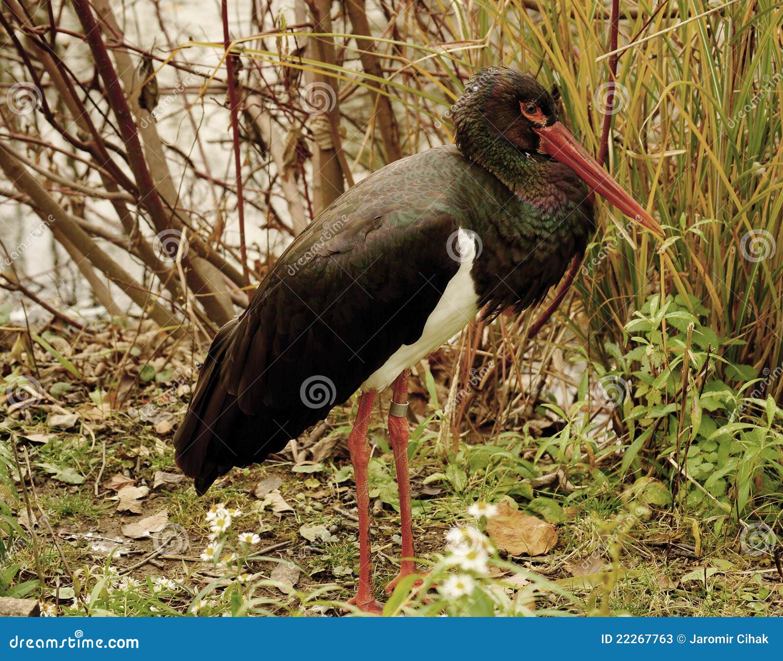 Black Stork stock image. Image of wings, bird, stork - 22267763